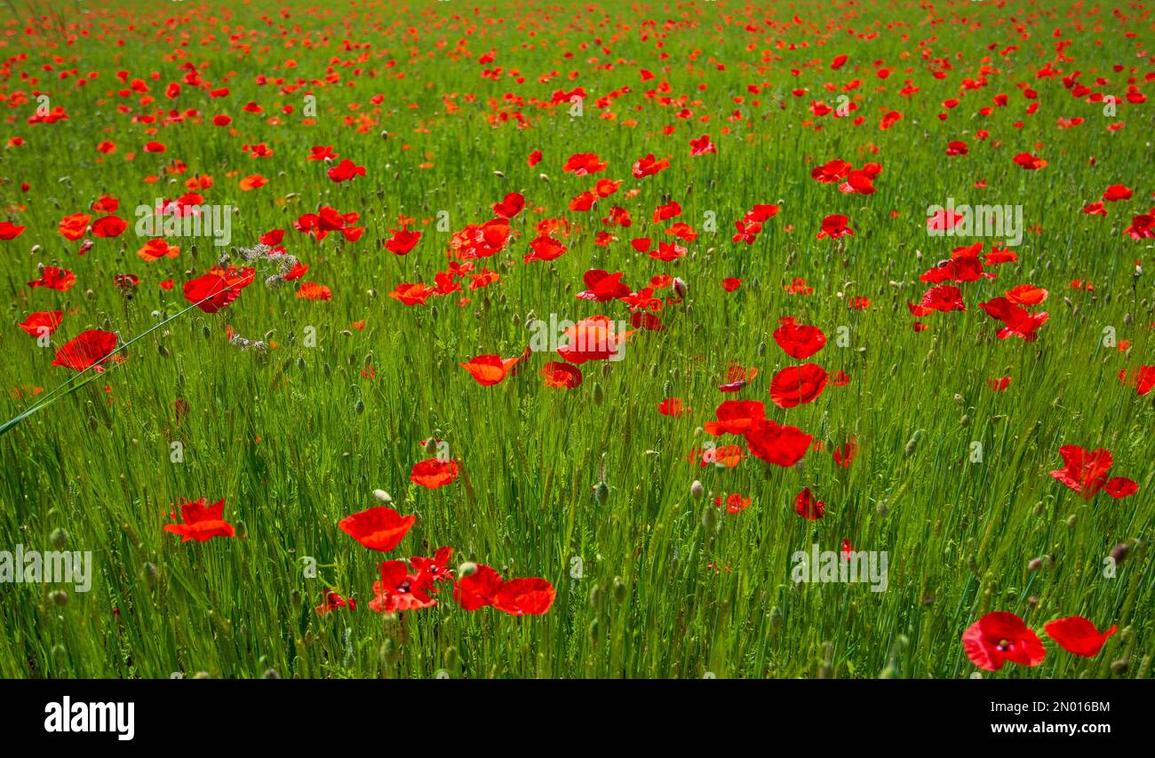 the red of the poppies colors the green meadow Stock Photo - Alamy