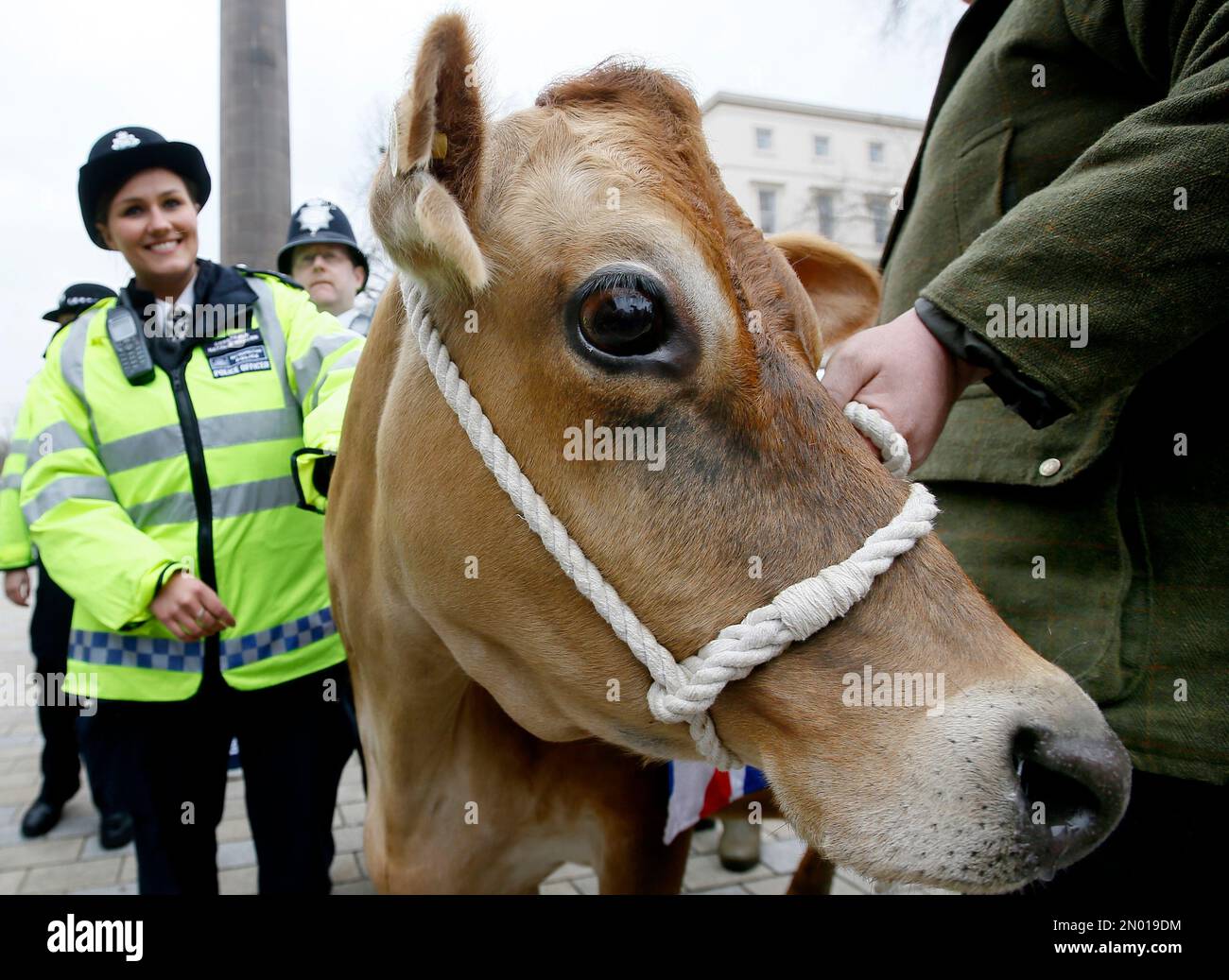 Police officers look towards a cow during a farmers rally by farming ...
