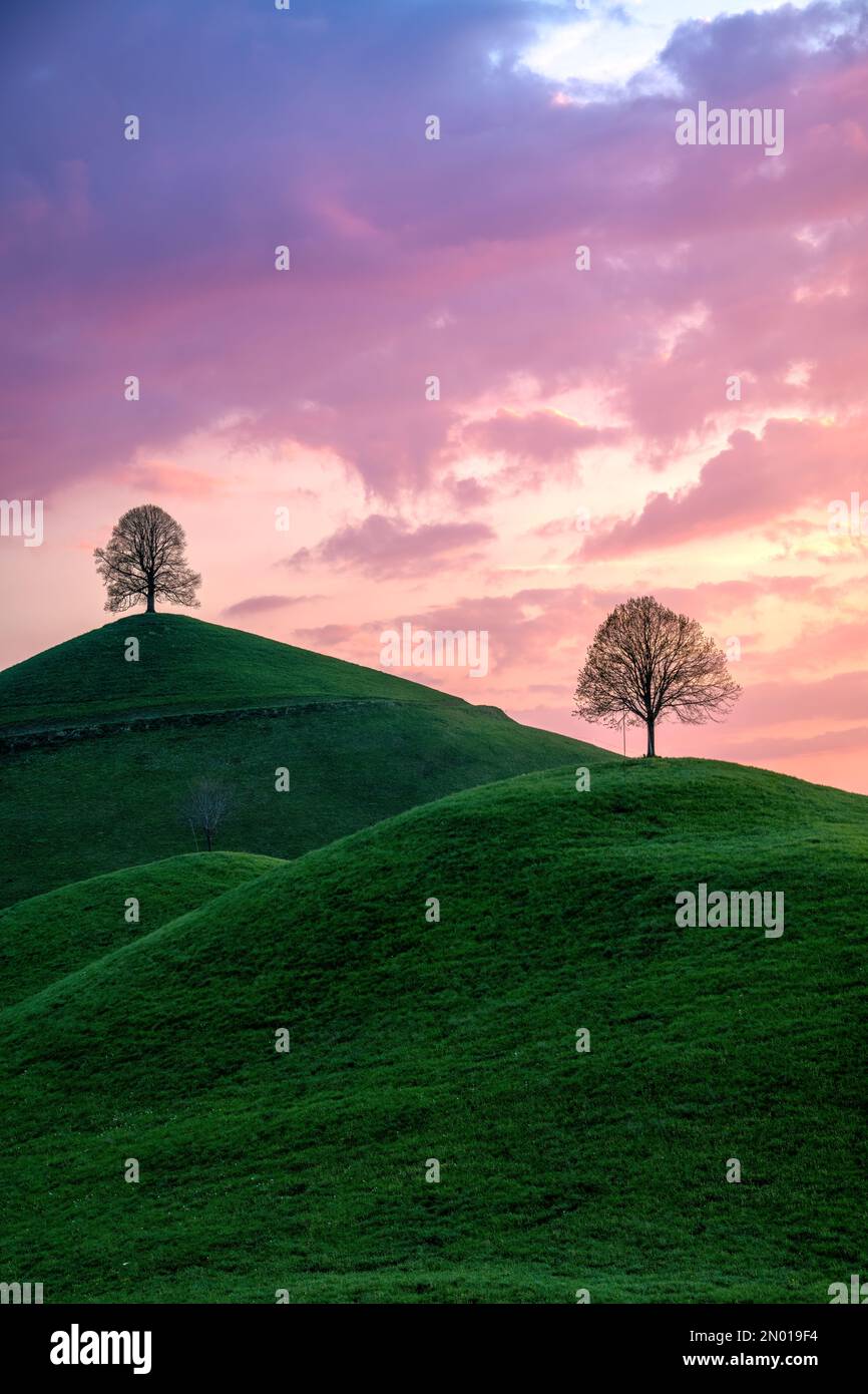 three trees on 3 hills under a purple sky Stock Photo - Alamy
