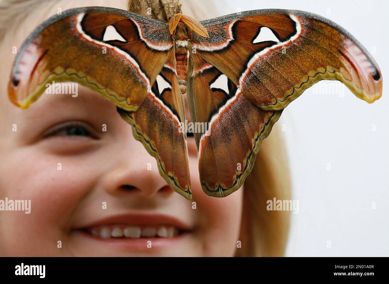 Ava Kennedy looks at an Atlas Moth during a photo call for hundreds of ...