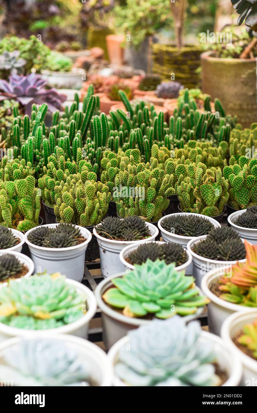Acanthocereus tetragonus with common names night-blooming cereus ...