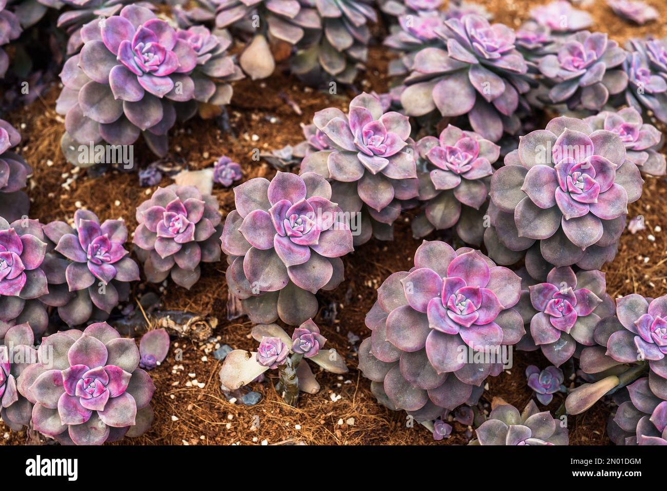 Graptopetalum paraguayense succulent plant with common names mother-of ...