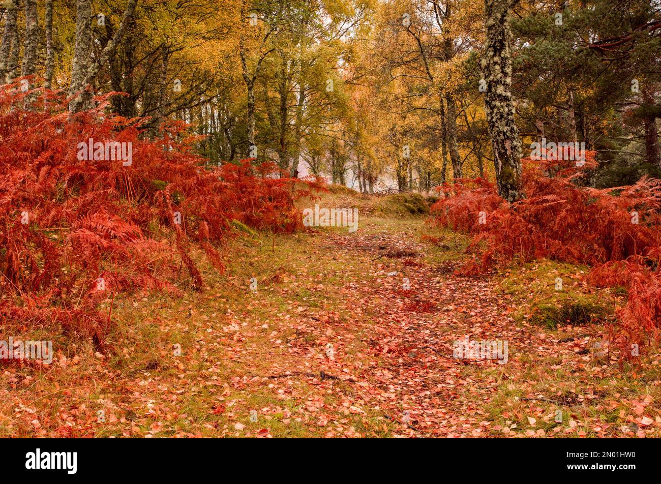 A scenic view of the woodlands around Little Garve in the Scottish ...
