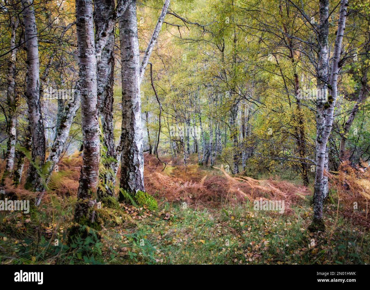 A scenic view of the fall color trees in the woodland in the Scottish ...