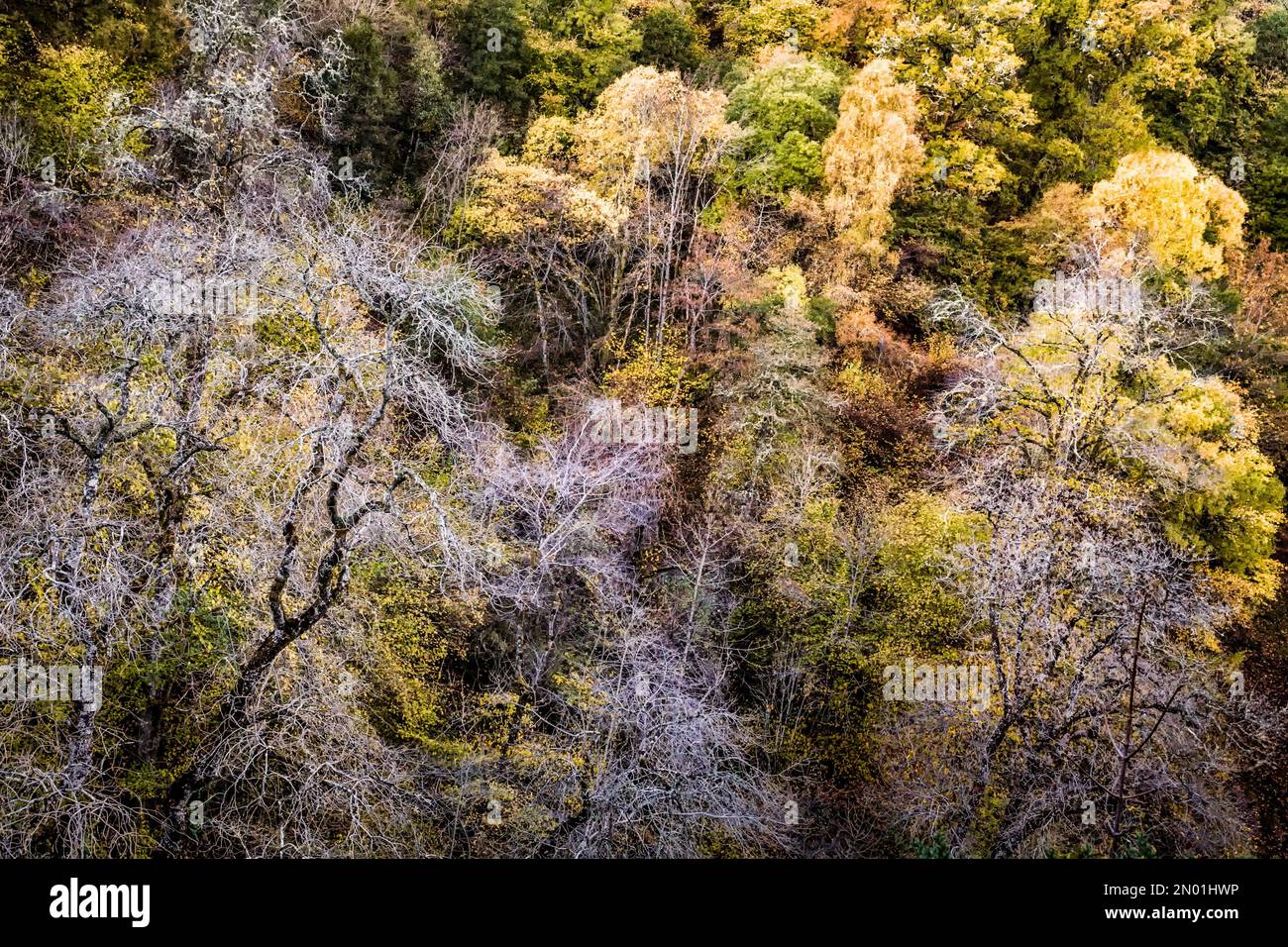 The fall color trees in the woodland around the Divach Falls in the ...
