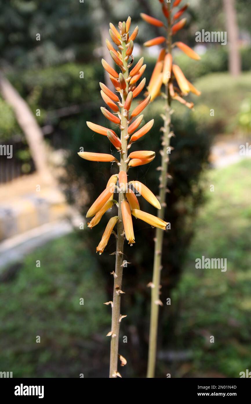 Inflorescence of Aloe vera in bloom : (pix Sanjiv Shukla Stock Photo ...