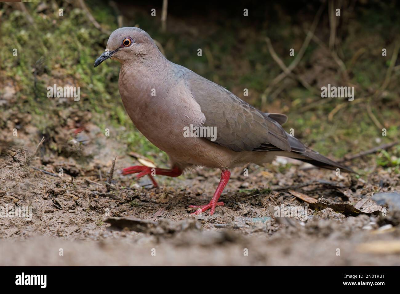 White-tipped Dove, Trilha dos Tucanos, SP, Brazil, August 2022 Stock ...