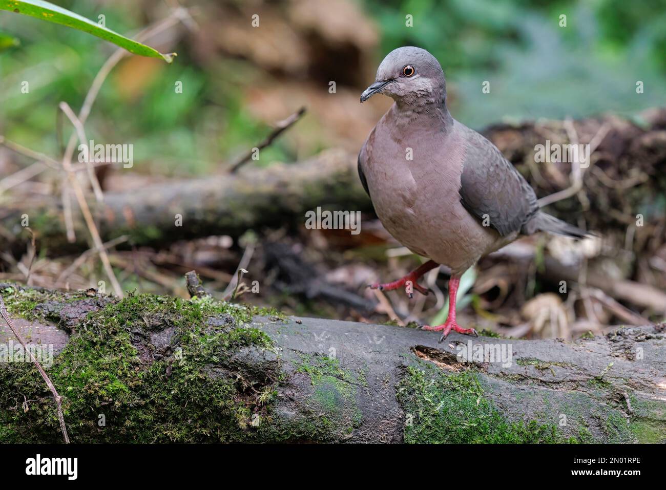 White-tipped Dove, Trilha dos Tucanos, SP, Brazil, August 2022 Stock ...