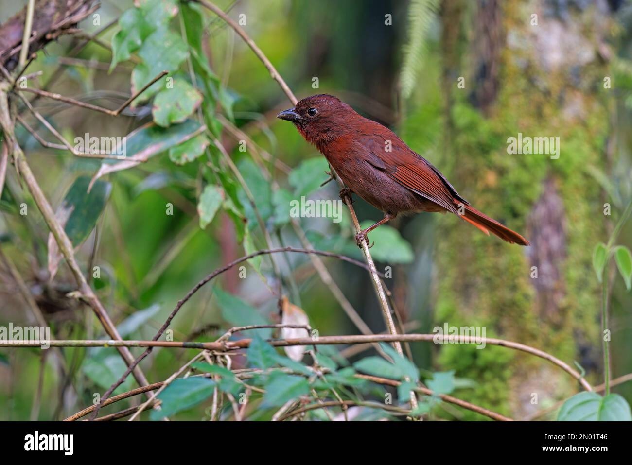 Red-crowned Ant-tanager, Trilha dos Tucanos, SP, Brazil, August 2022 ...