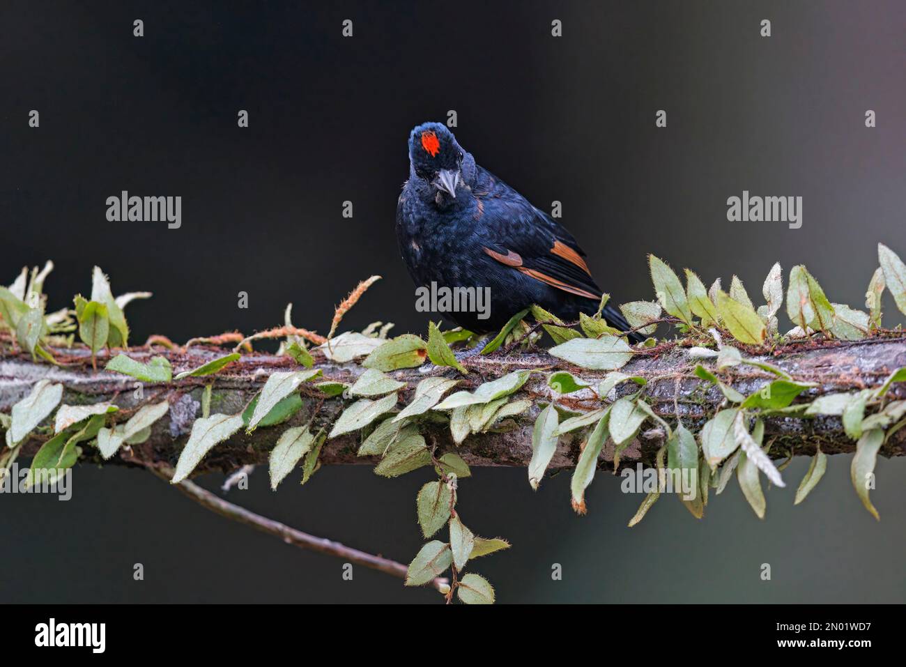 Ruby-crowned, Trilhas dos Tucanos, SP, Brazil, August 2022 Stock Photo ...