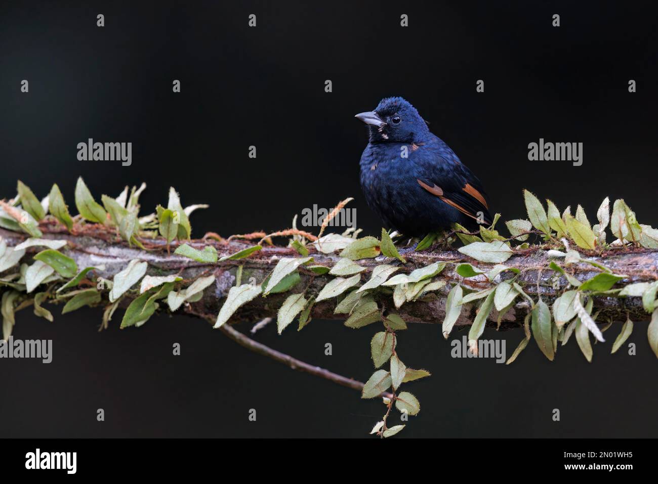 Ruby-crowned, Trilhas dos Tucanos, SP, Brazil, August 2022 Stock Photo ...