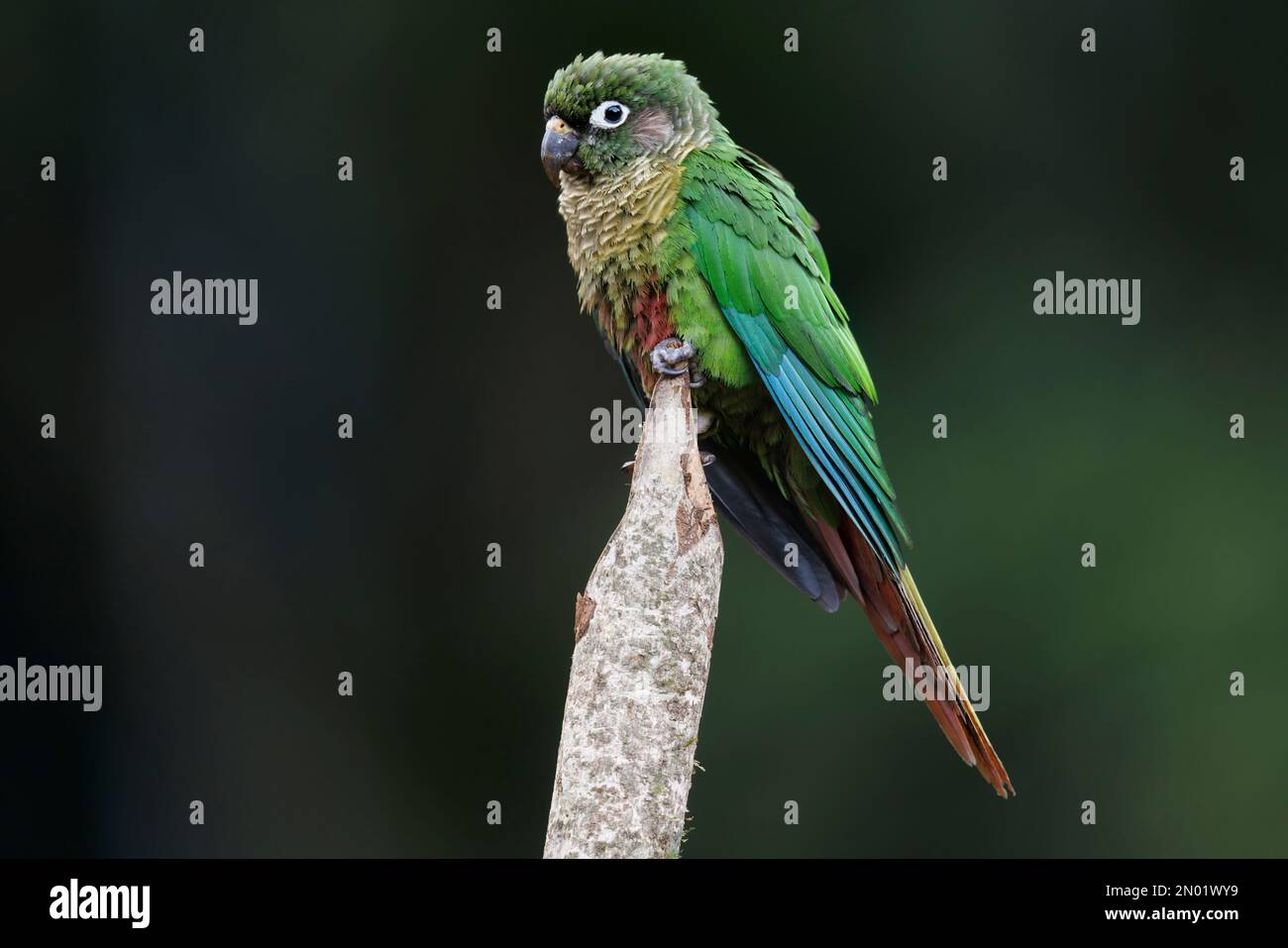 Maroon-bellied Parakeet, Trilha dos Tucanos, Tapirai, SP, Brazil ...