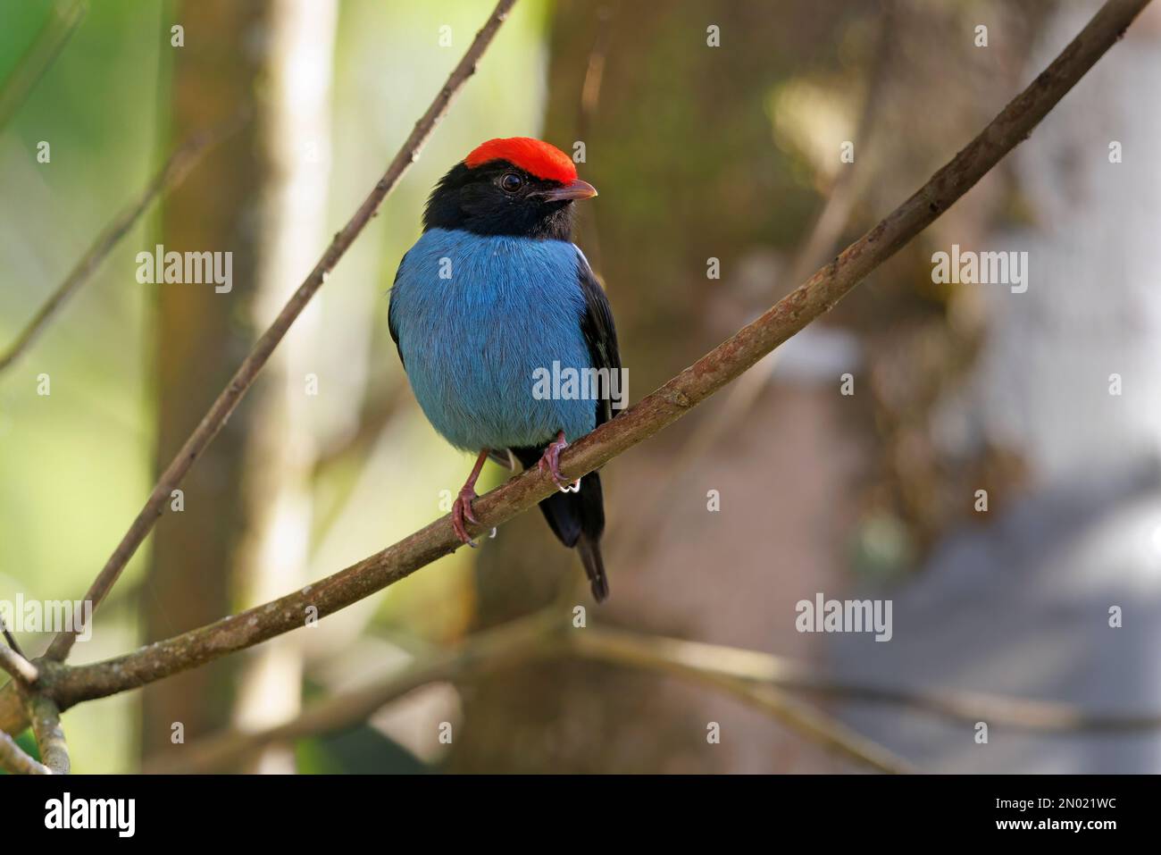 Swallow-tailed Manakin, Trilha dos Tucanos, SP, Brazil, August 2022 ...
