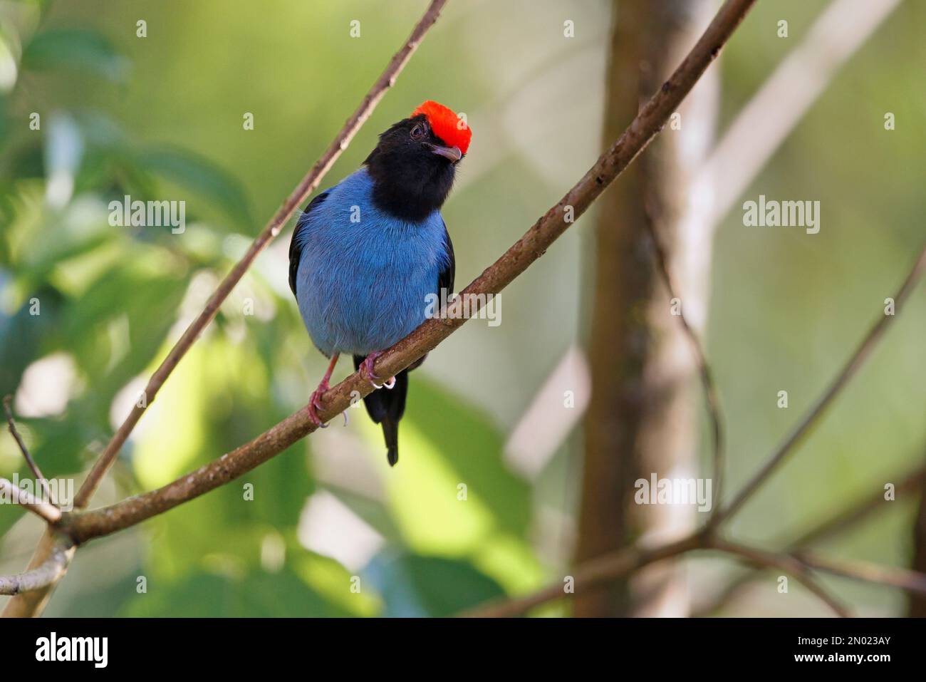 Swallow-tailed Manakin, Trilha dos Tucanos, SP, Brazil, August 2022 ...