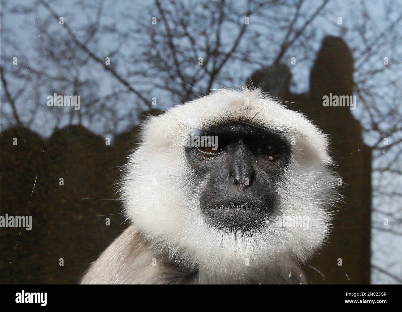 A Hanuman langur monkey looks through a glass enclosure, part of the ...
