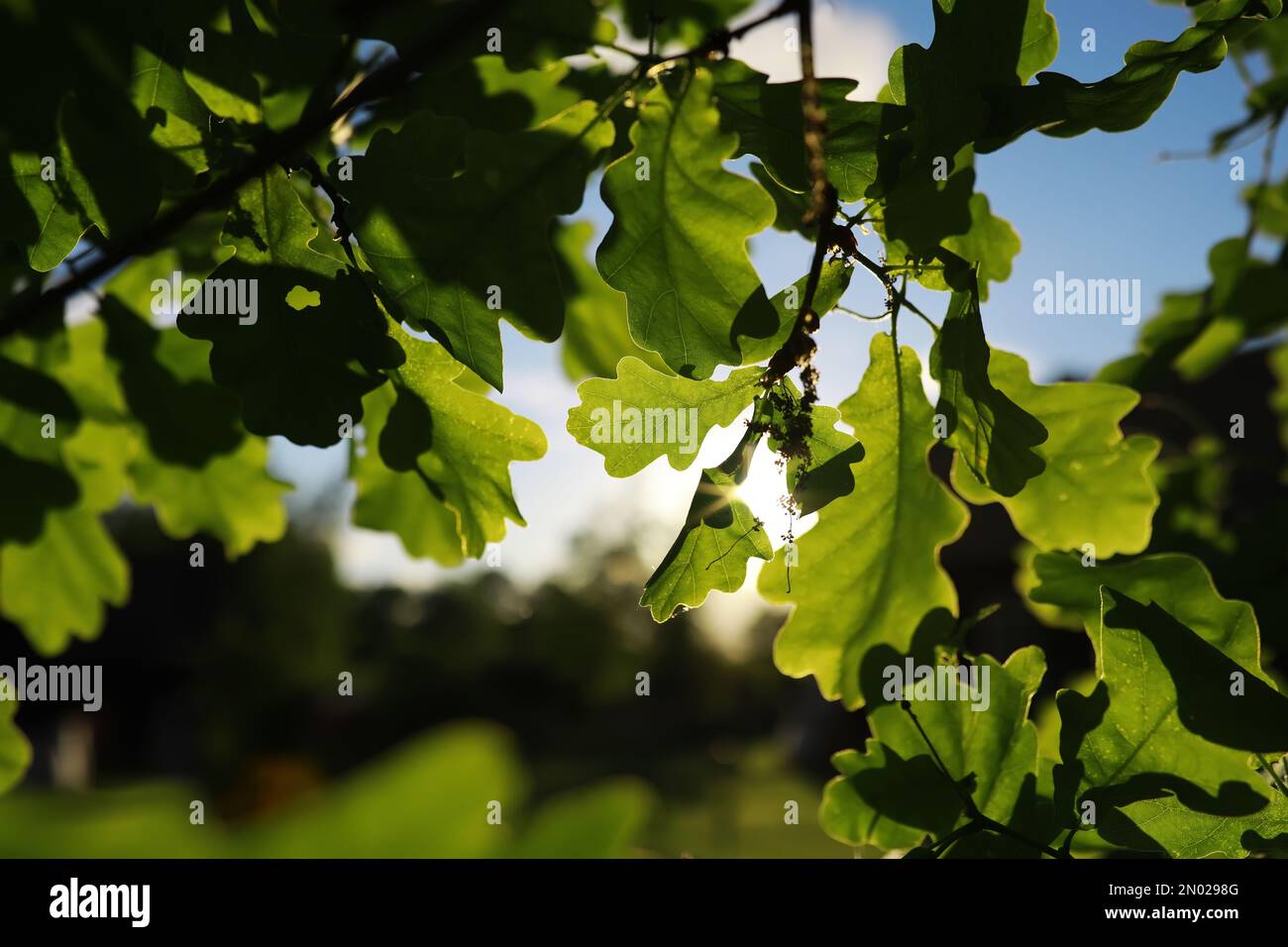 Bright and lively spring border hi-res stock photography and images - Alamy