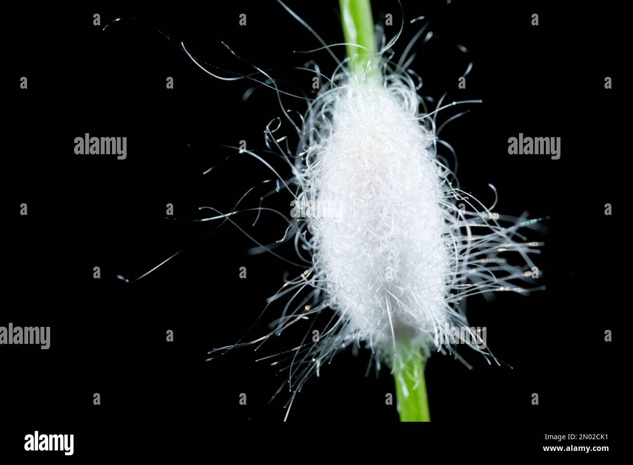 Wasp pupa hi-res stock photography and images - Alamy