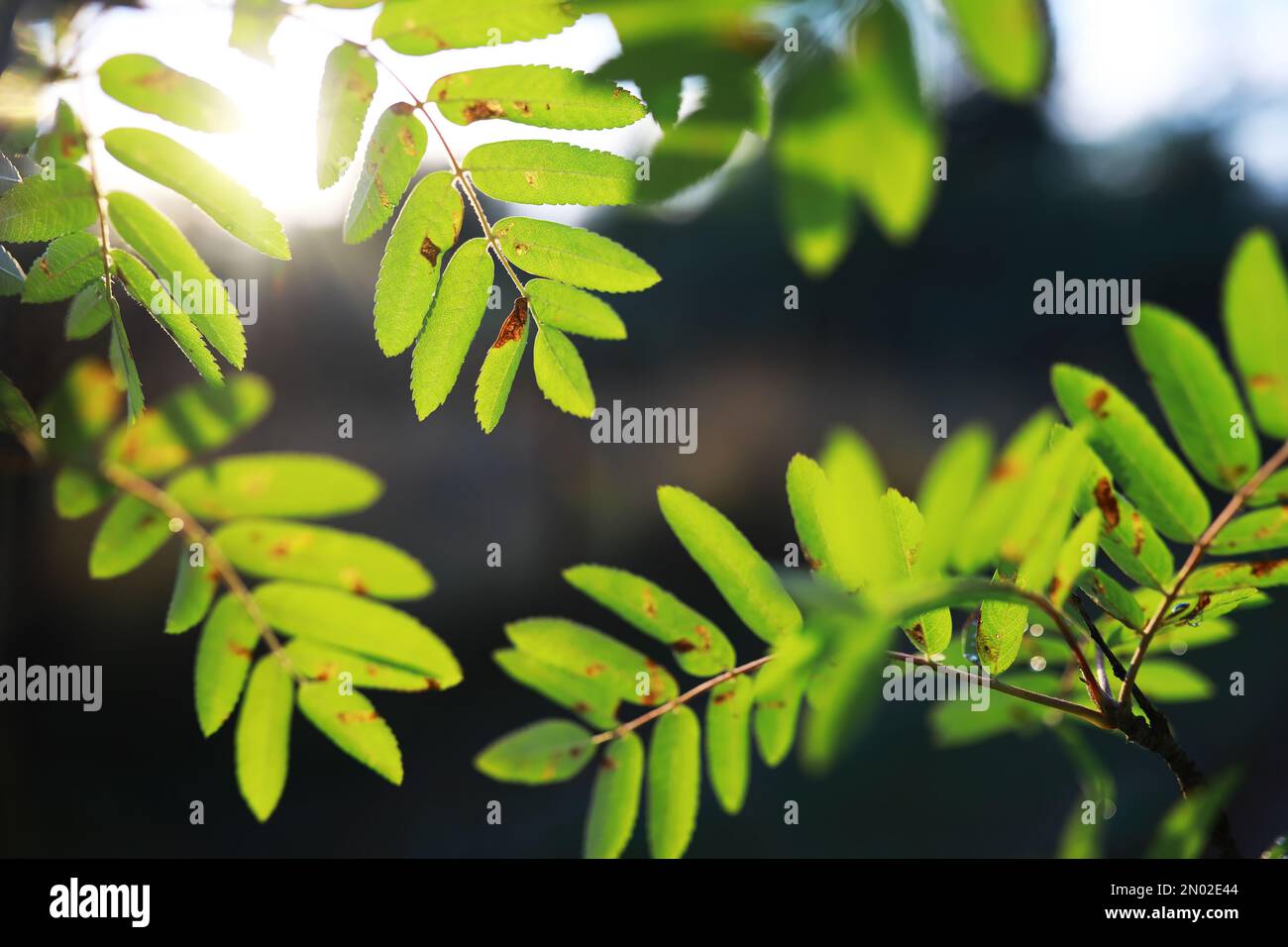 Spring nature background. Greenery trees and grasses on a sunny spring ...