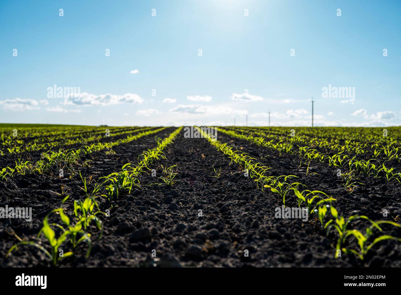 Maize seedling in the agricultural garden with blue sky. Agriculture ...