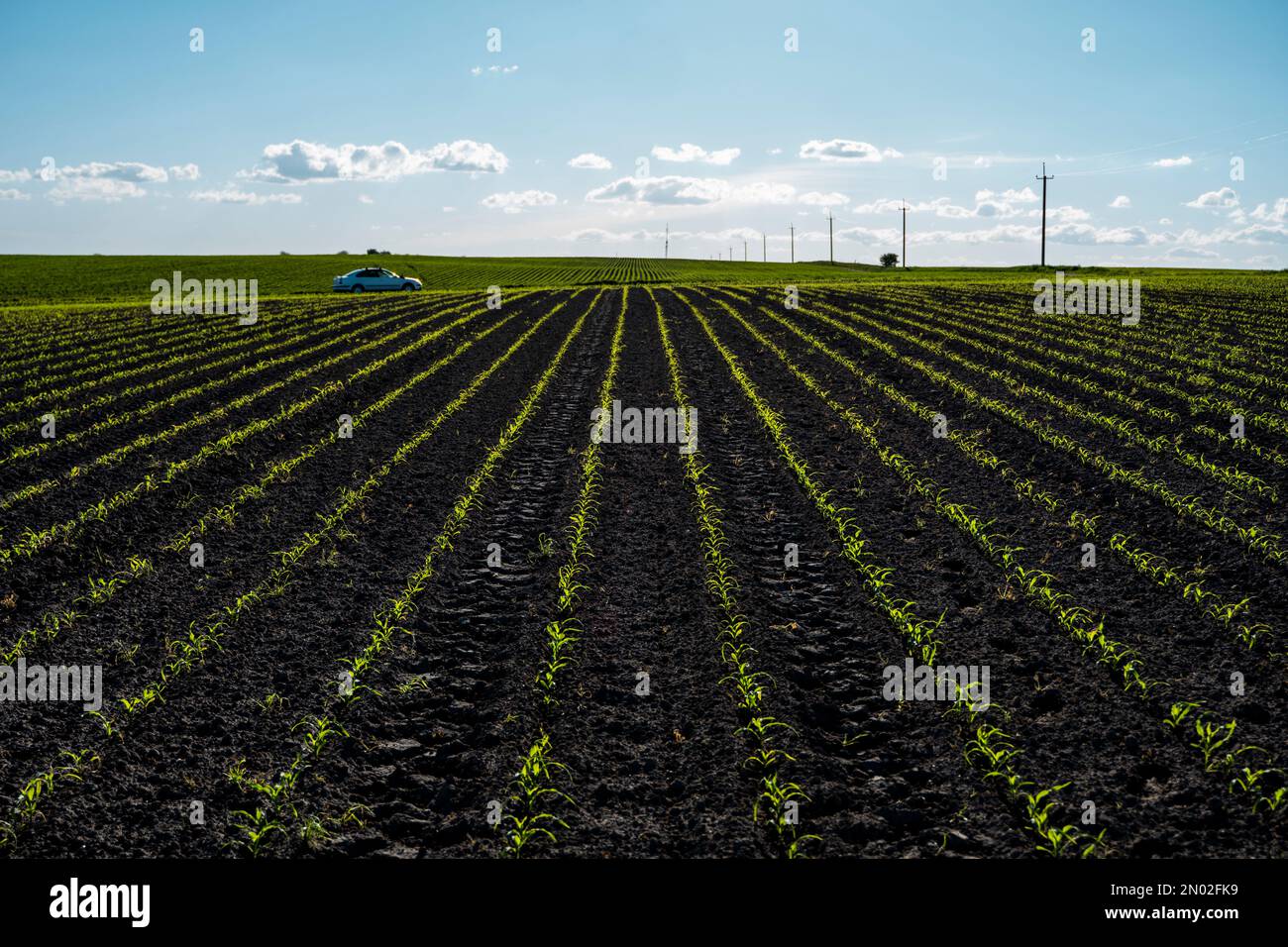 Corn seedling in fertile soil on the agricultural field with blue sky ...