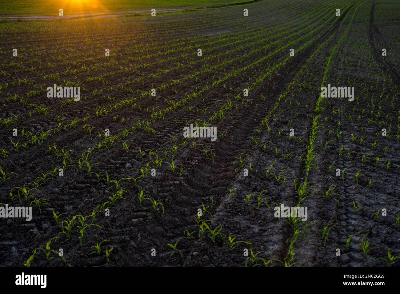 Young corn sprouts growing in a fertile soil. Maize seedling on the ...