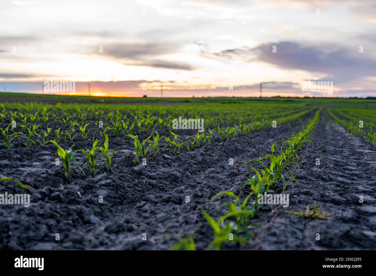Rows of young corn sprouts growing in a soil in a sunset. Maize ...