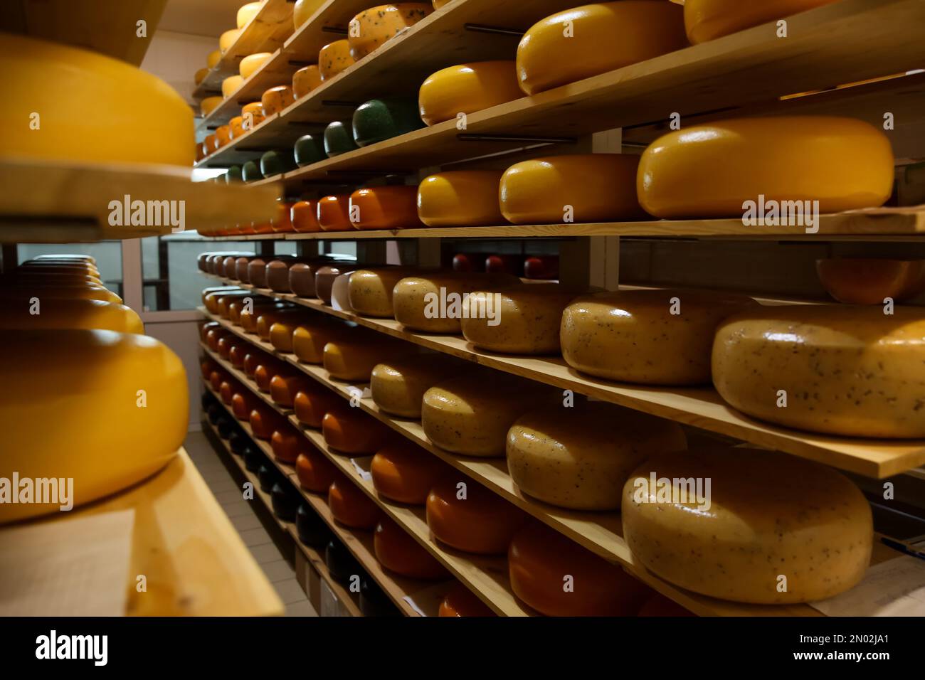Fresh cheese heads on rack in factory warehouse Stock Photo - Alamy