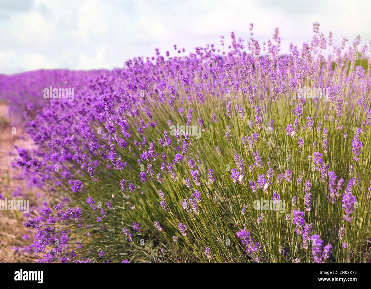 Beautiful lavander hi-res stock photography and images - Alamy