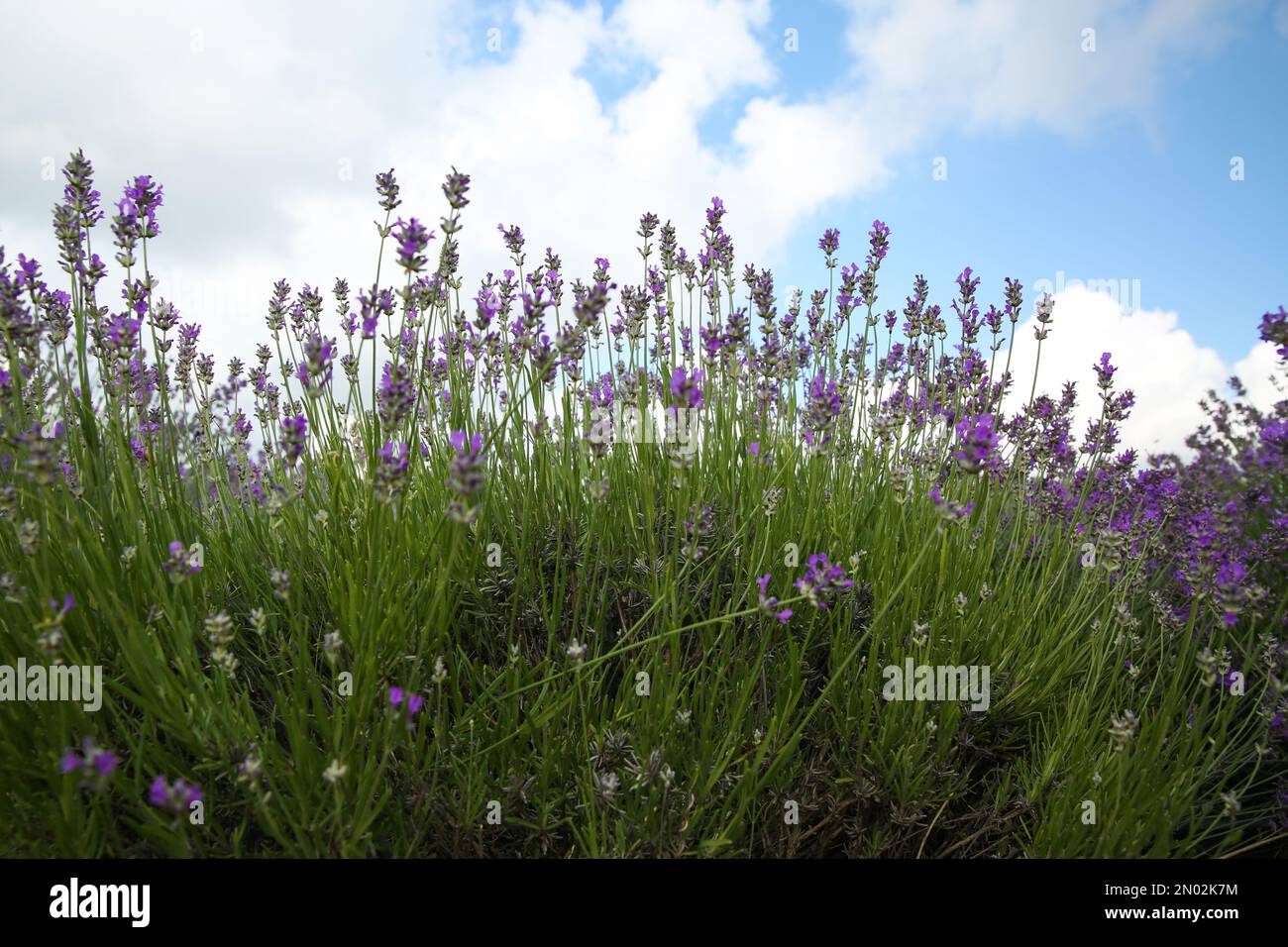 Beautiful lavender flowers growing in spring field Stock Photo - Alamy