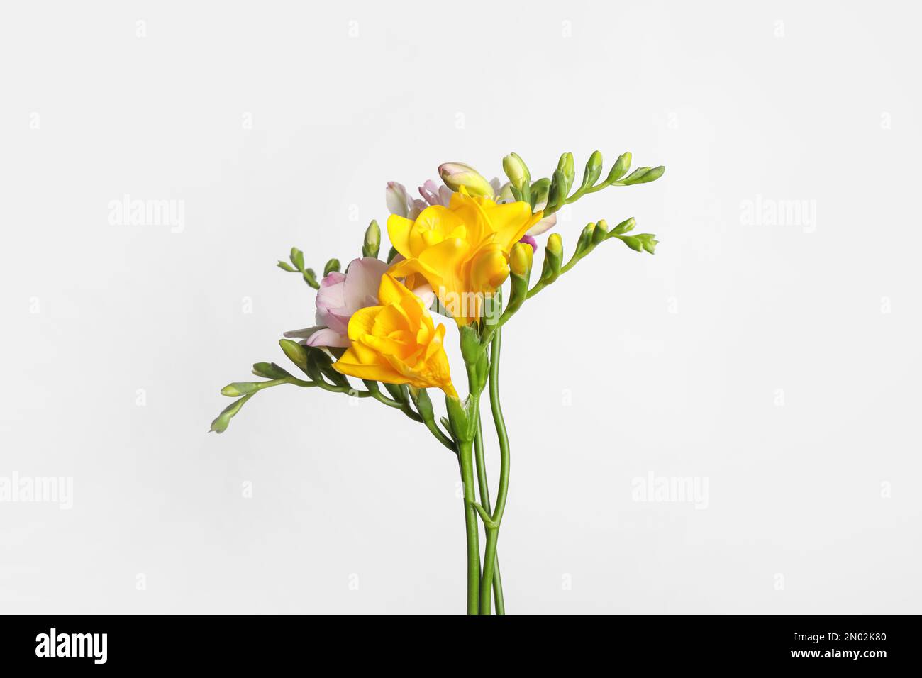 Beautiful fresh freesia flowers isolated on white Stock Photo - Alamy