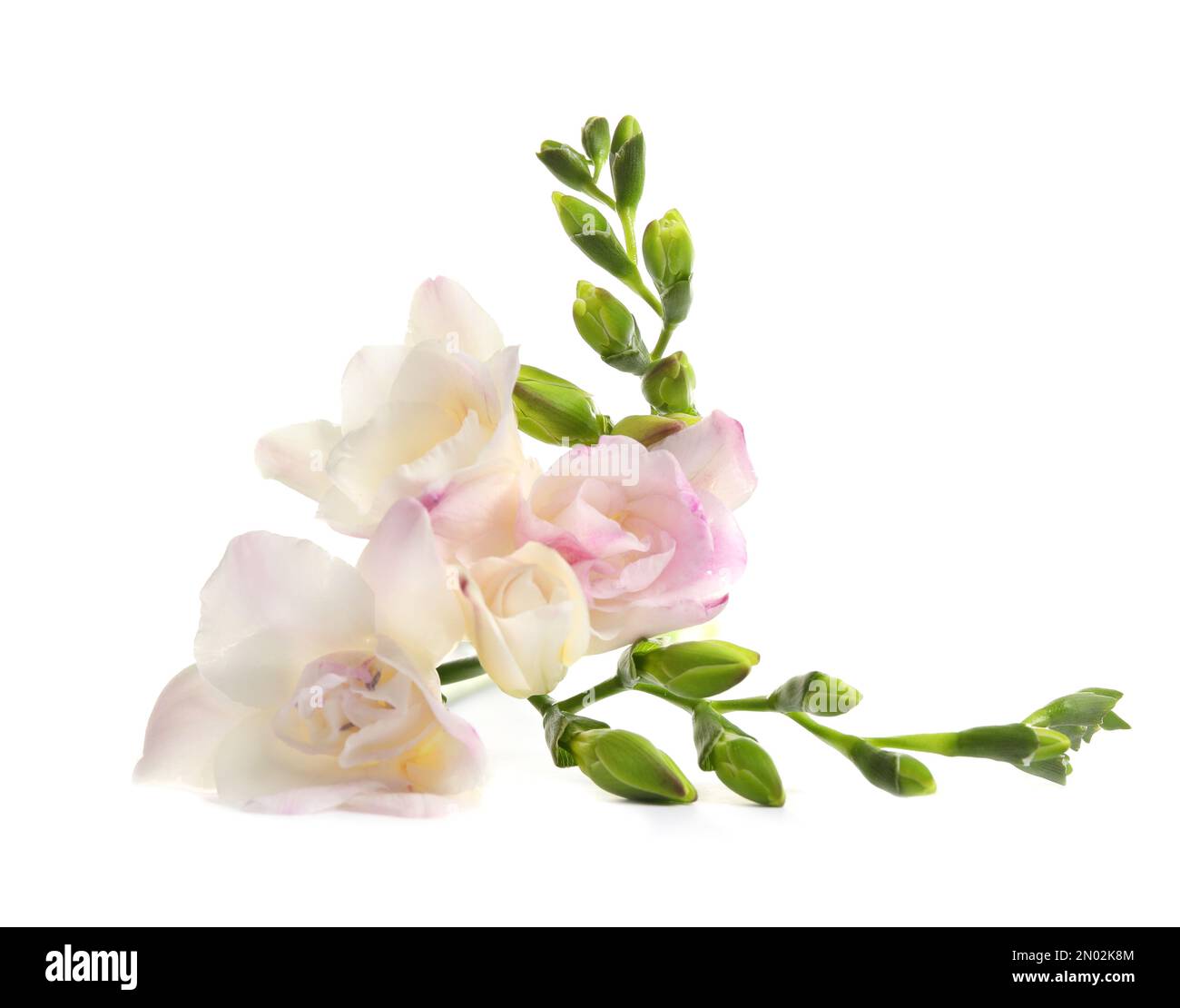 Beautiful tender freesia flower on white background Stock Photo - Alamy