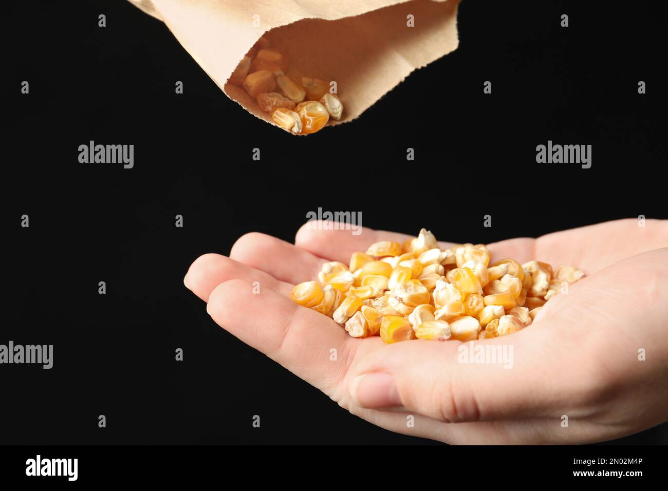Woman pouring corn seeds from paper bag into hand on black background ...