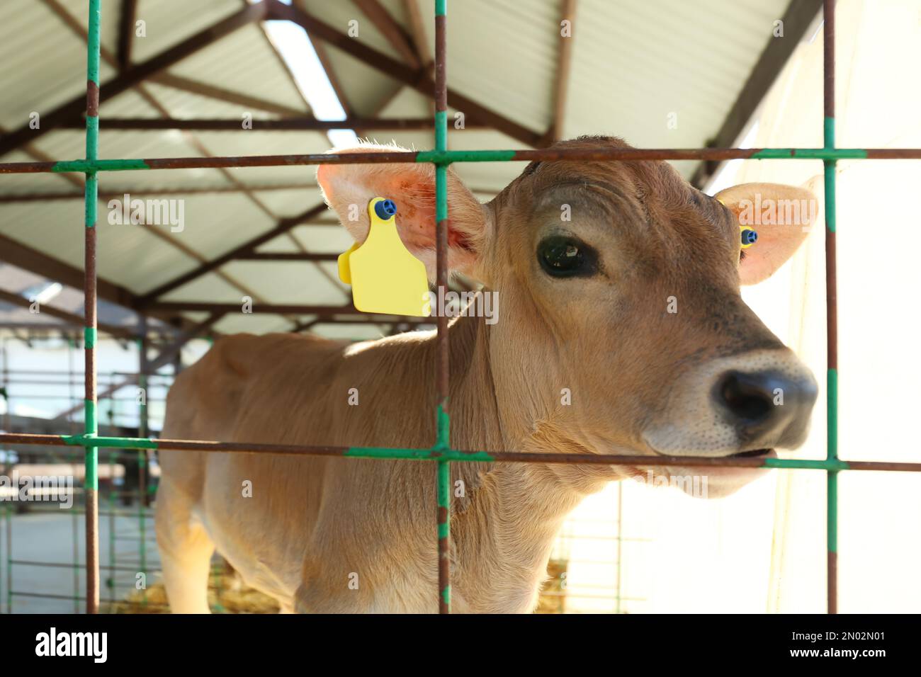 Pretty little calf behind fence on farm, closeup. Animal husbandry ...