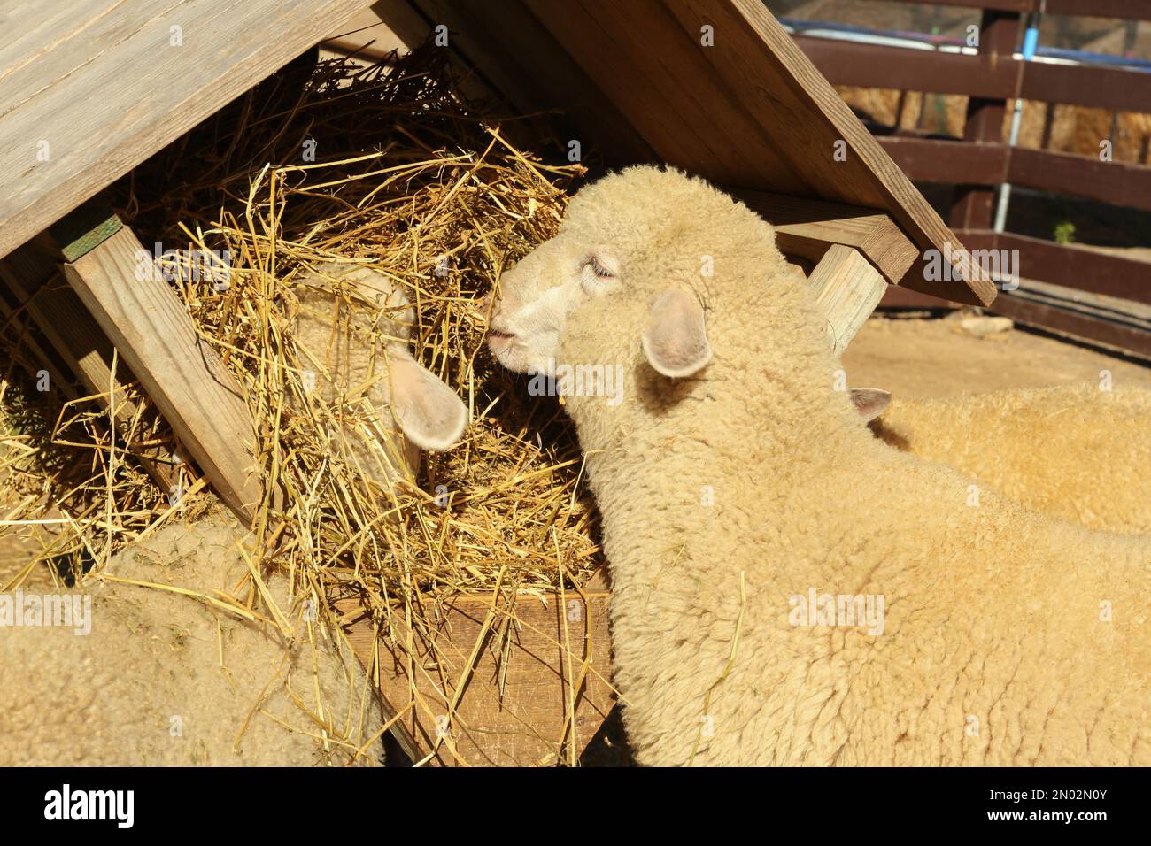 Straw eating hay pet hi-res stock photography and images - Alamy