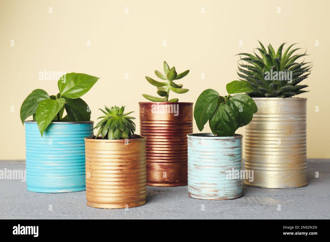 Beautiful houseplants in tin cans on light grey wooden table Stock ...