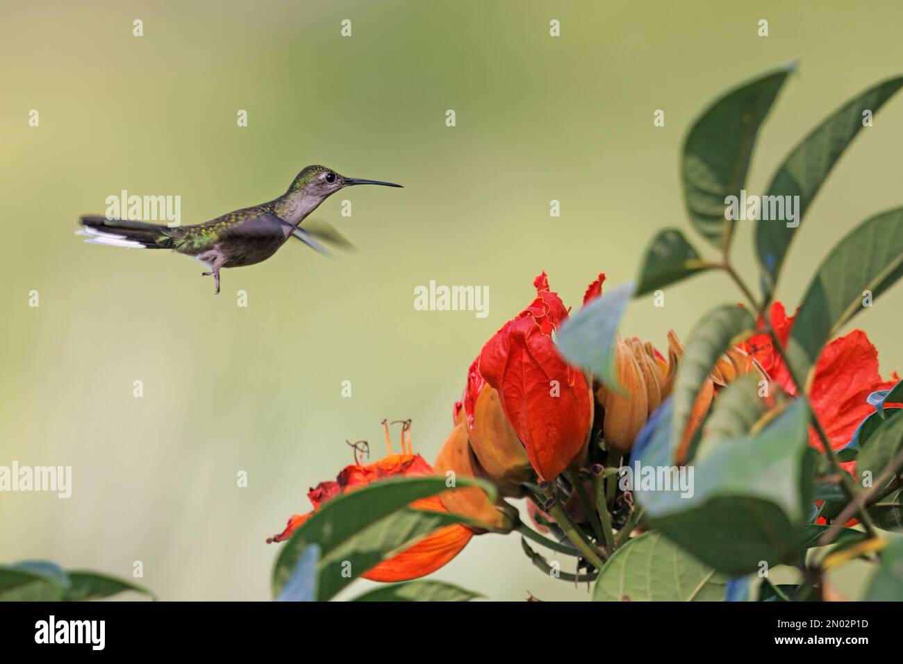 Gray-breasted Sabrewing, Ramal do Pau Rosa, Amazonas, Brazil, August ...