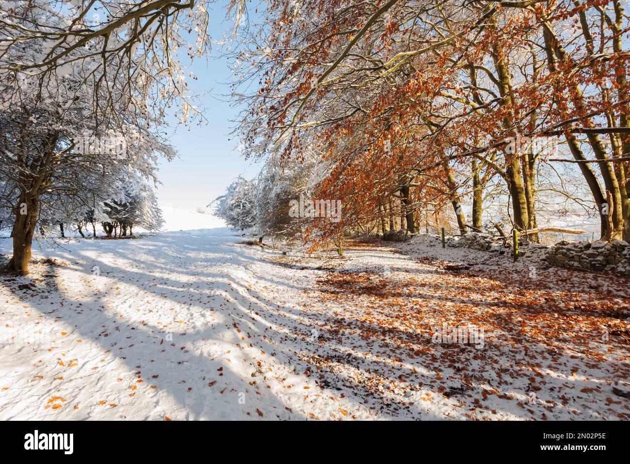 Snow covered hills and wintery scenes on Cleeve Hill, Gloucestershire ...