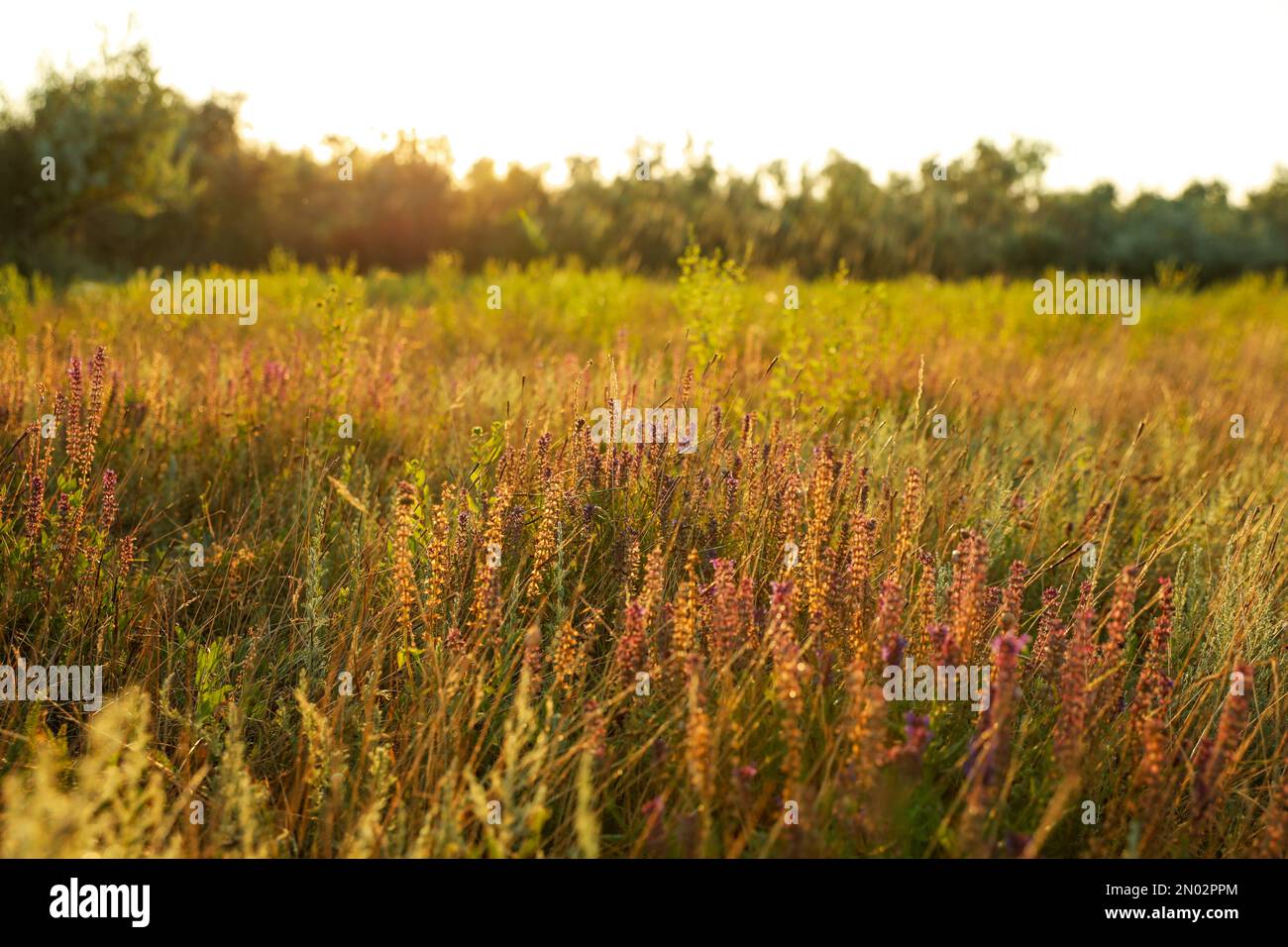 Beautiful field with wild flowers in morning Stock Photo - Alamy