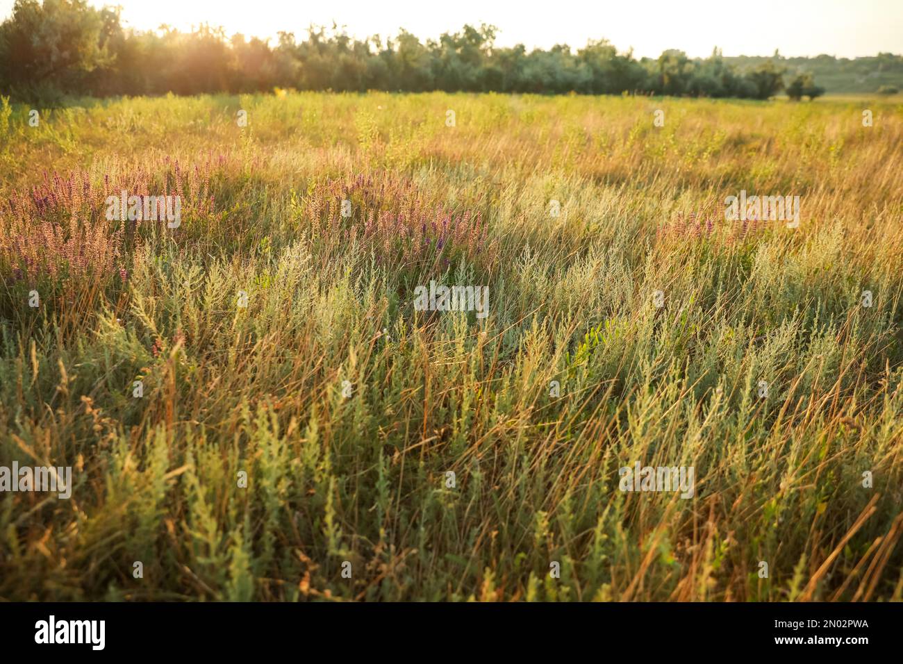 Beautiful field with wild flowers in morning Stock Photo - Alamy
