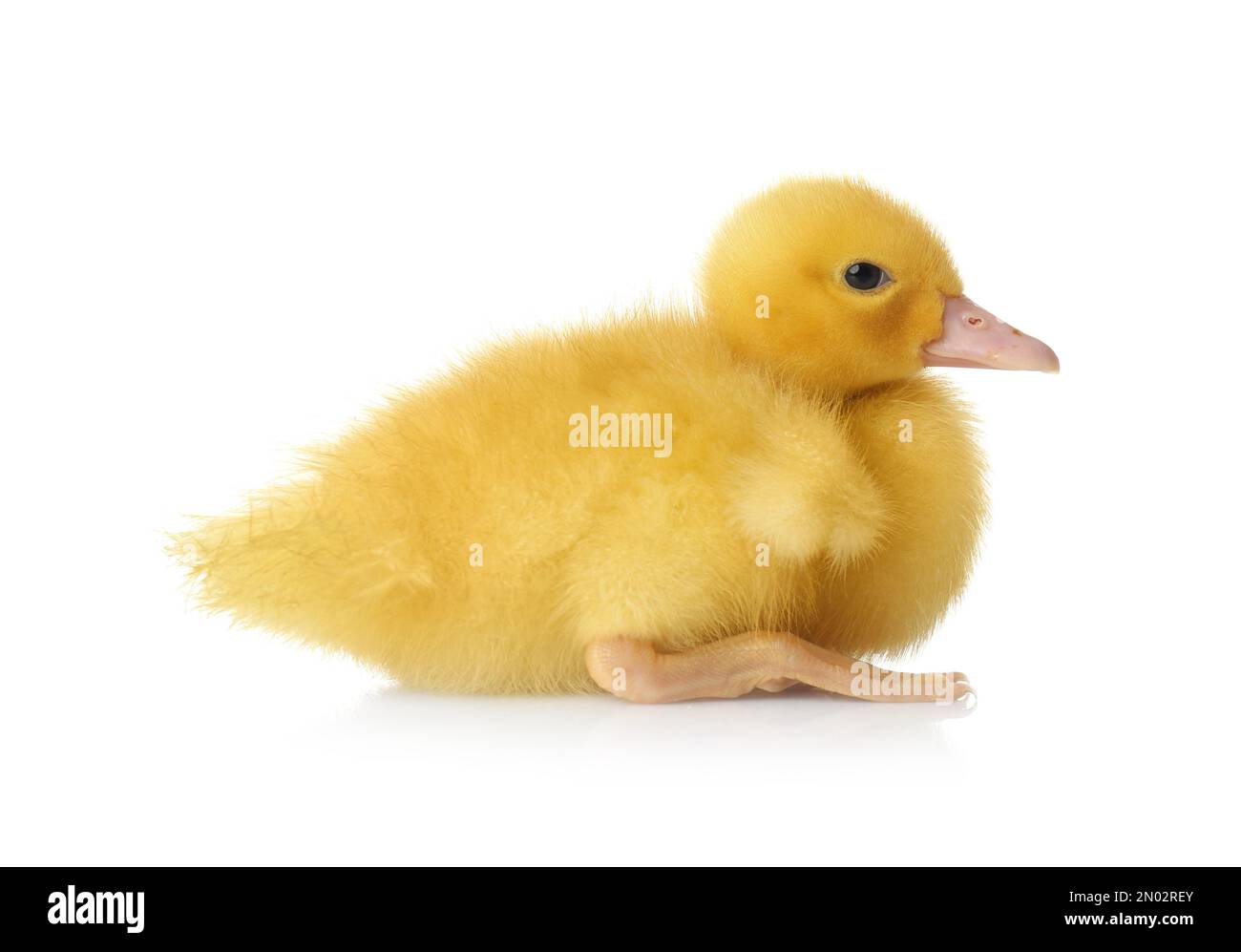 Cute fluffy gosling on white background. Farm animal Stock Photo - Alamy