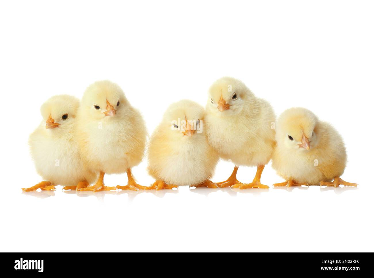 Cute fluffy baby chickens on white background. Farm animals Stock Photo - Alamy
