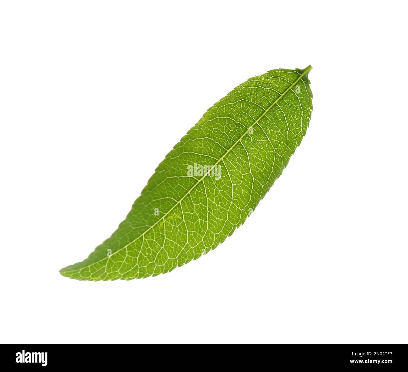 Peach leaf Cut Out Stock Images & Pictures - Alamy