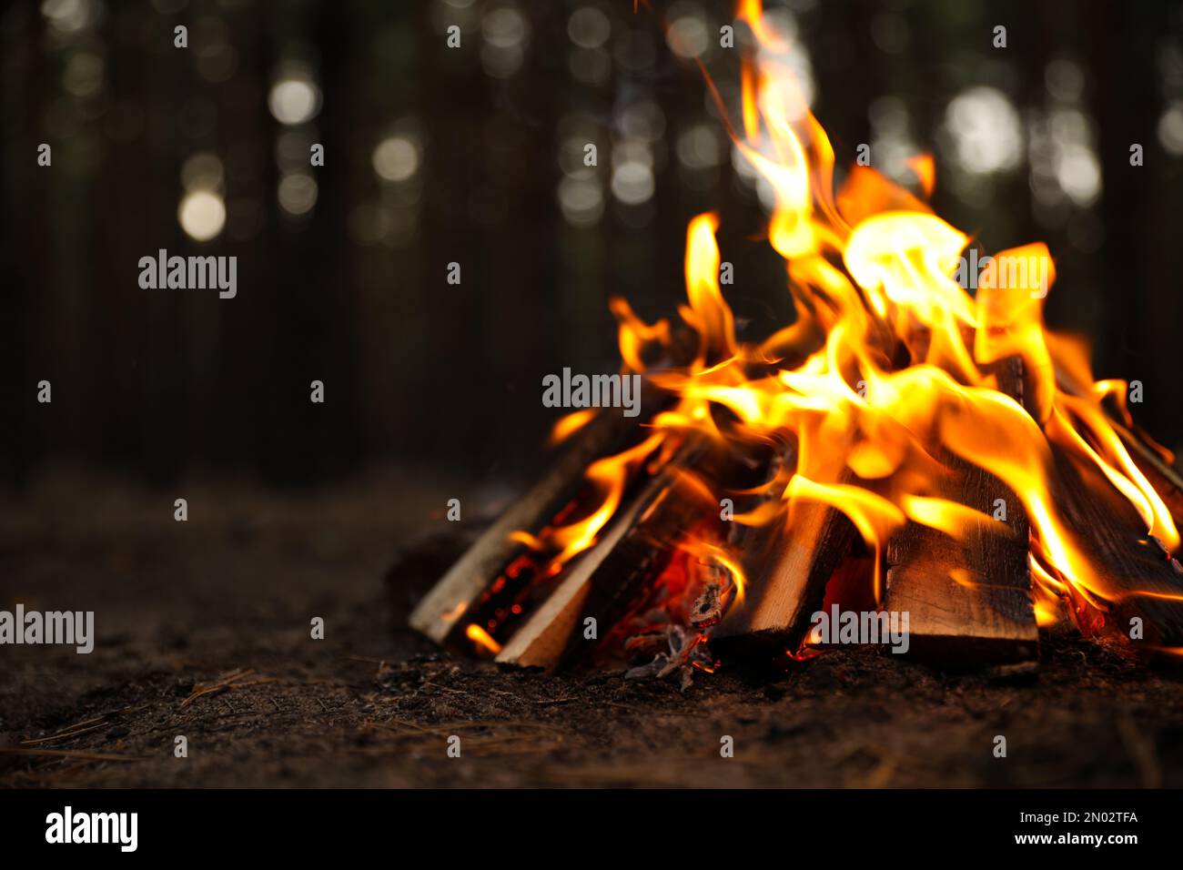 Beautiful bonfire with burning firewood in forest. Space for text Stock ...