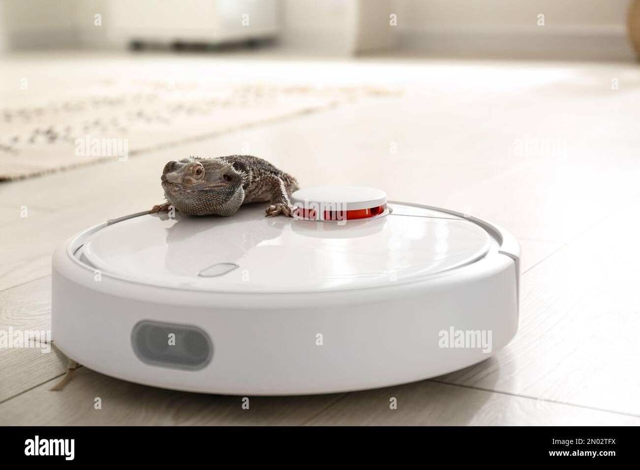 Robotic vacuum cleaner and bearded dragon lizard indoors Stock Photo ...