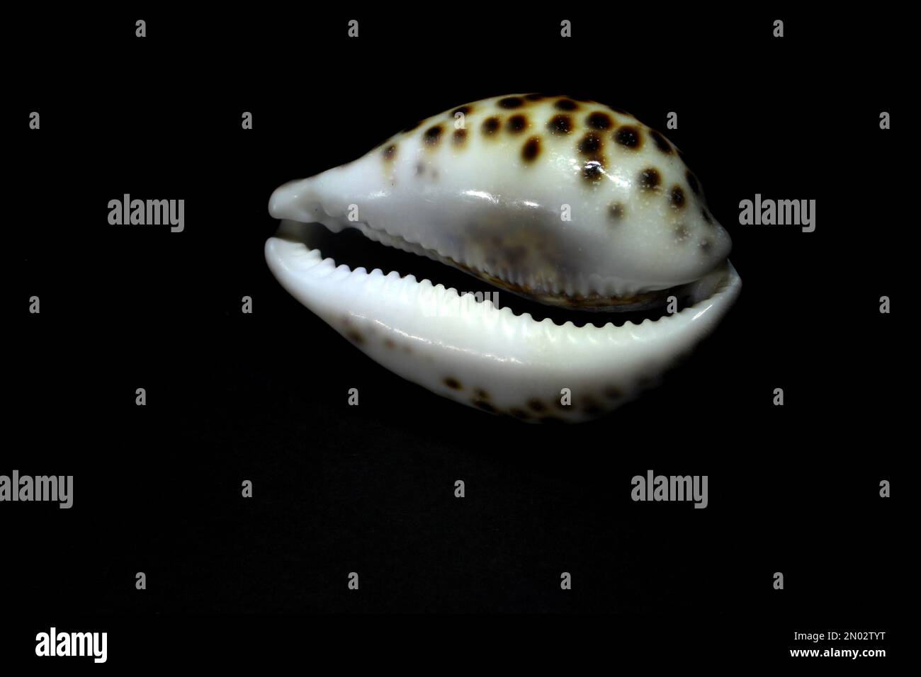 Tiger cowry shell hi-res stock photography and images - Alamy