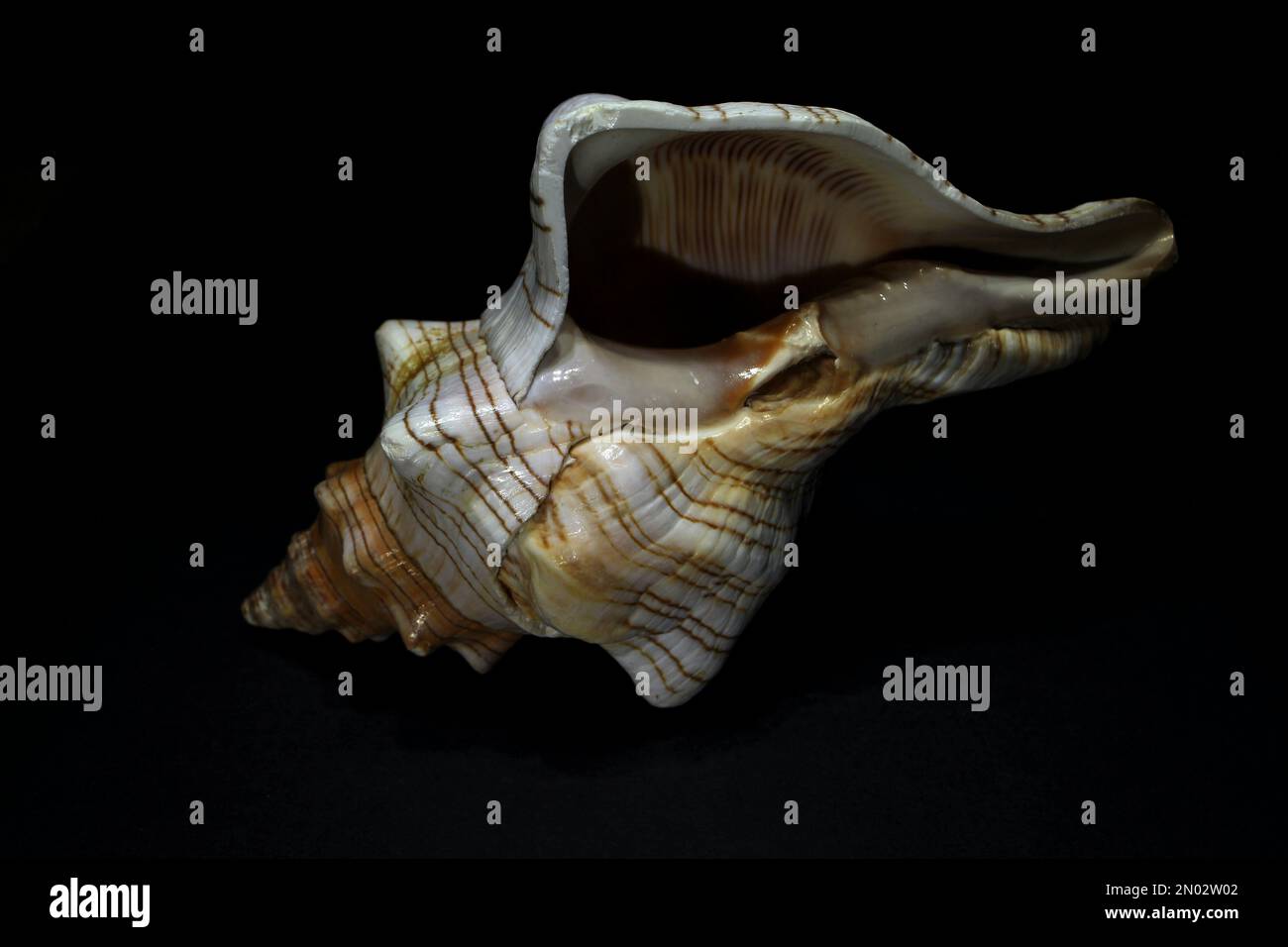 Muricidae. Predatory sea snail Stock Photo - Alamy