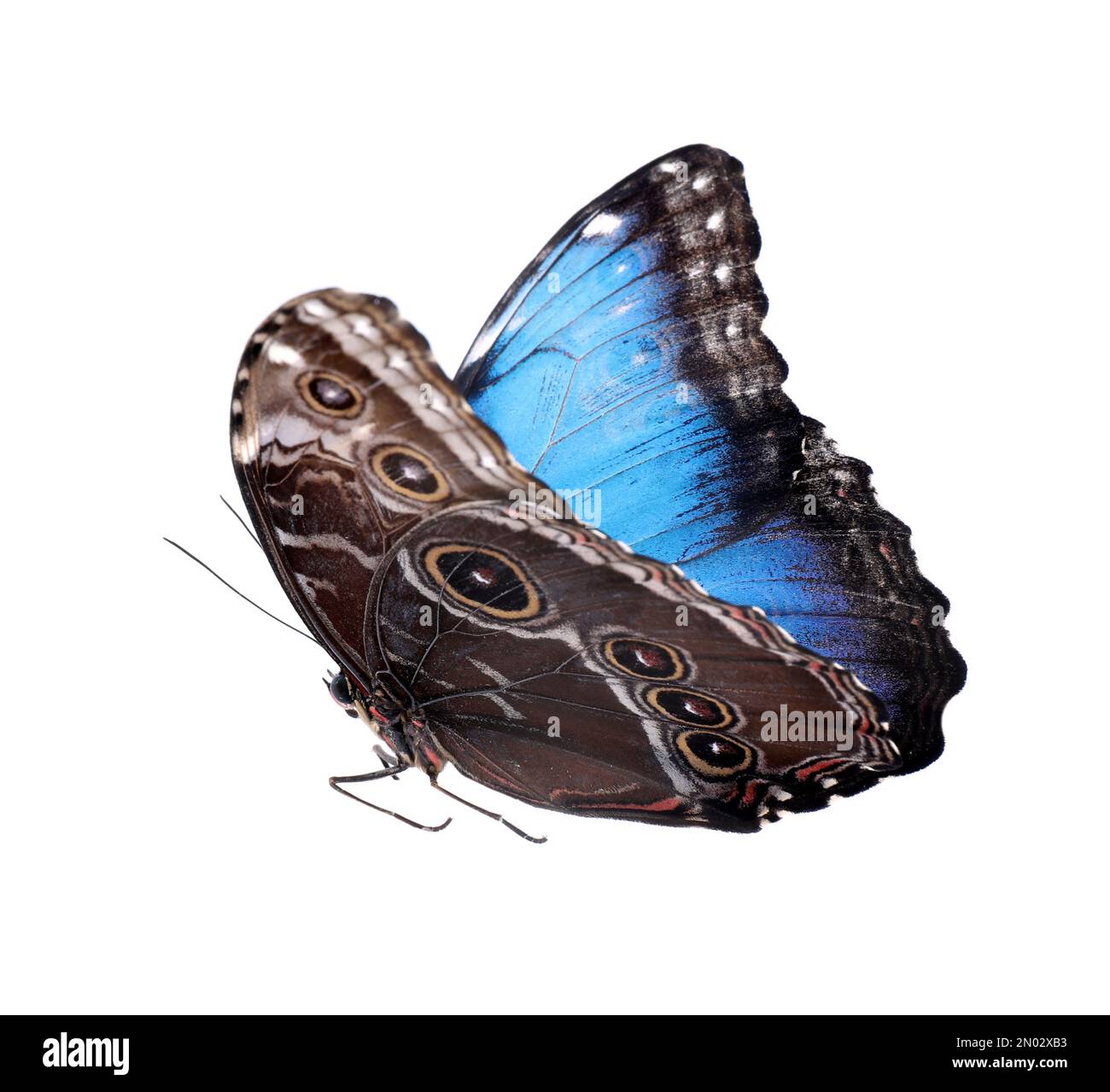 Beautiful common morpho butterfly isolated on white Stock Photo - Alamy