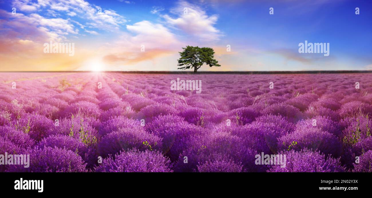 Beautiful lavender field with single tree under amazing sky at sunrise ...