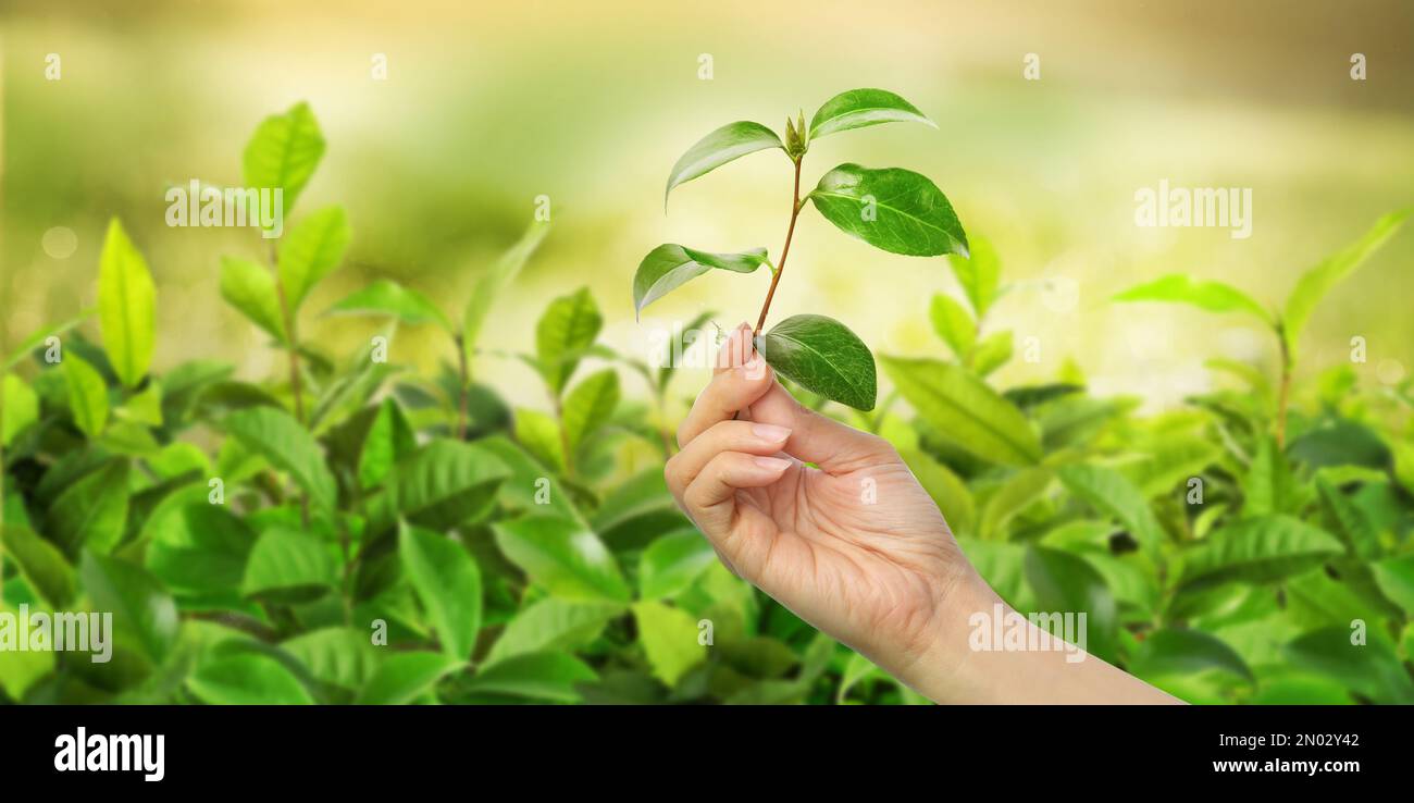 Beautiful woman forest twigs hi-res stock photography and images - Alamy