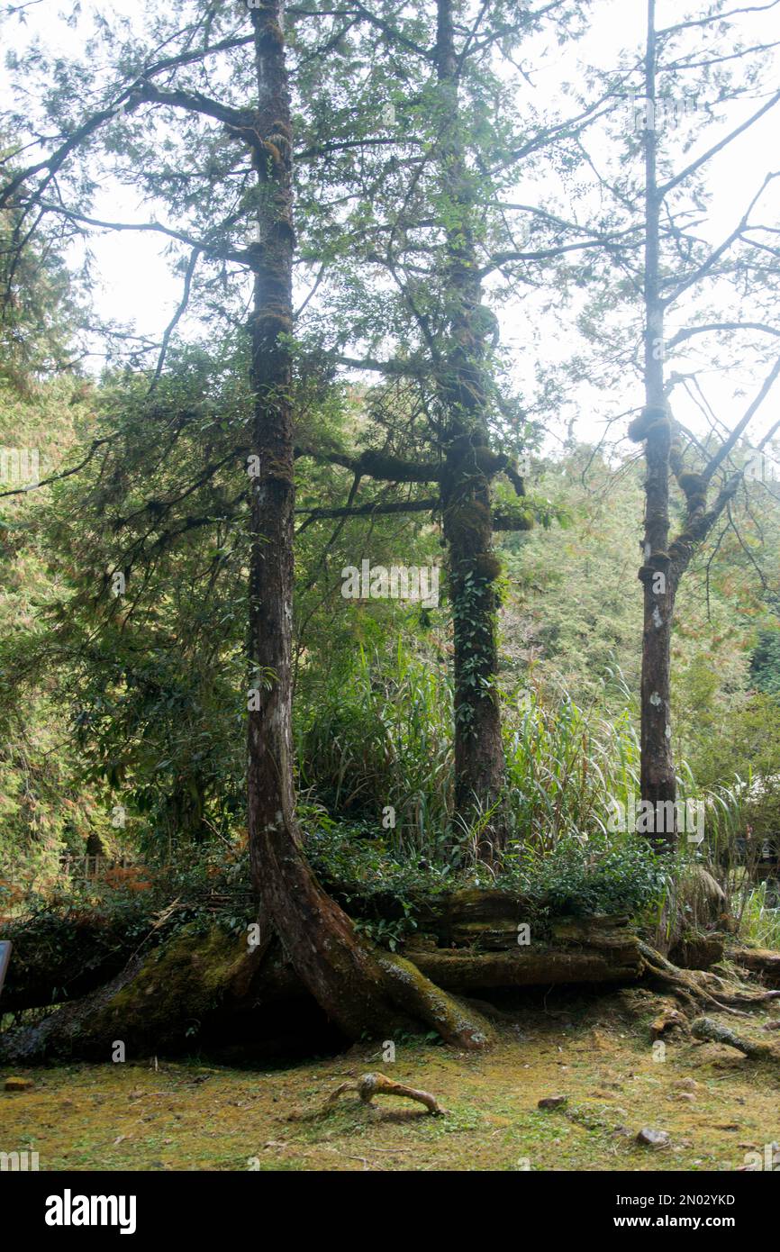 The Three Brothers trees in Alishan National Forest Recreation Area in ...